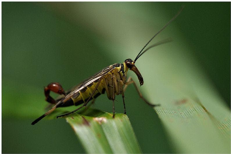 11 Things You Didn't Know About Scorpionflies