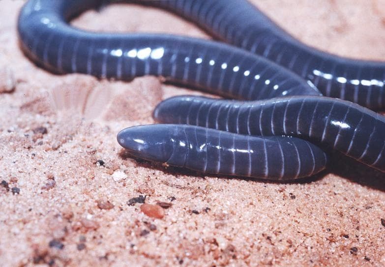 All About Caecillians, The Creepy Snakes Of The Amphibian World