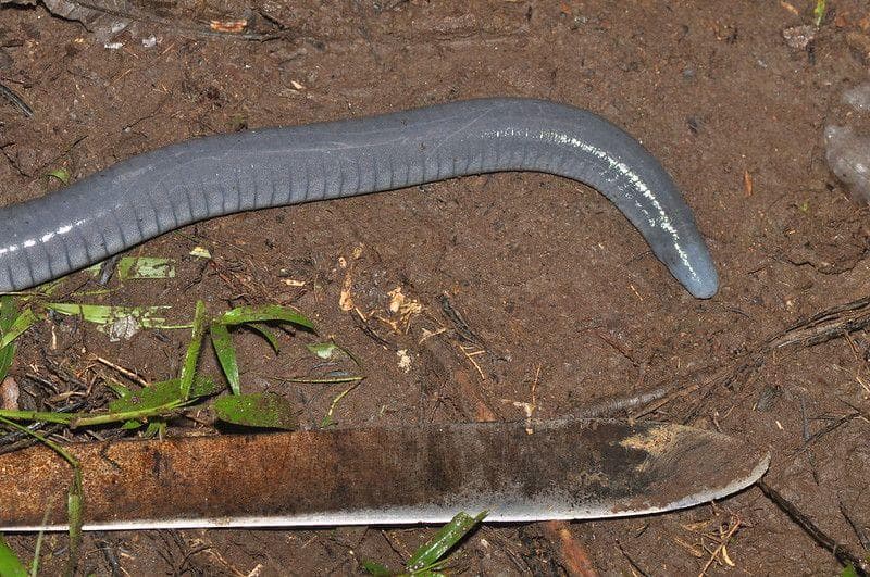 All About Caecillians, The Creepy Snakes Of The Amphibian World