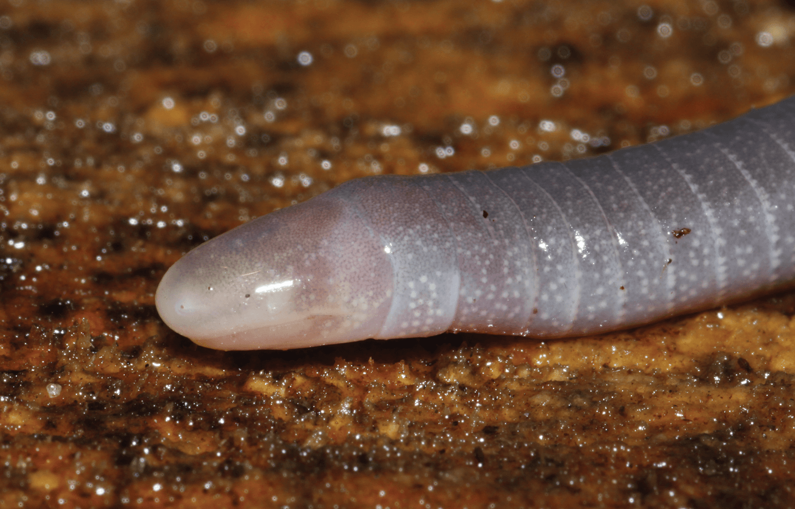 All About Caecillians, The Creepy Snakes Of The Amphibian World