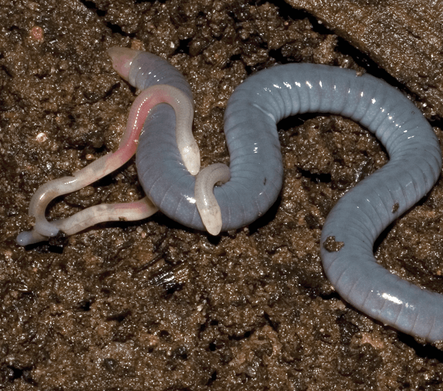 All About Caecillians, The Creepy Snakes Of The Amphibian World