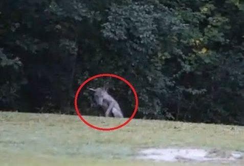Do These Photographs Prove The Chupacabra Actually Exists?