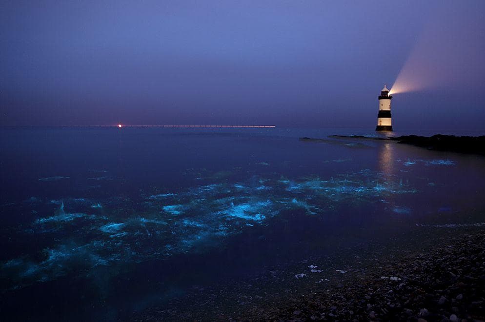 12 Beautiful Examples Of Bioluminescence In Nature