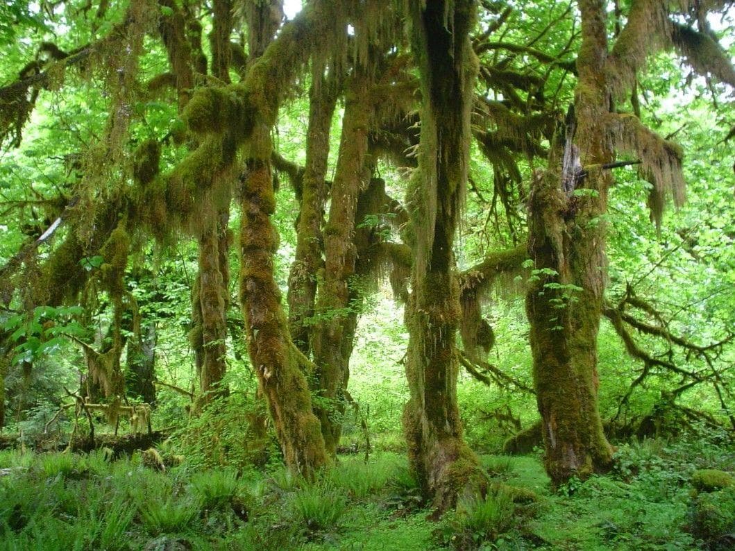 Creepy Myths And Legends From The Pacific Northwest