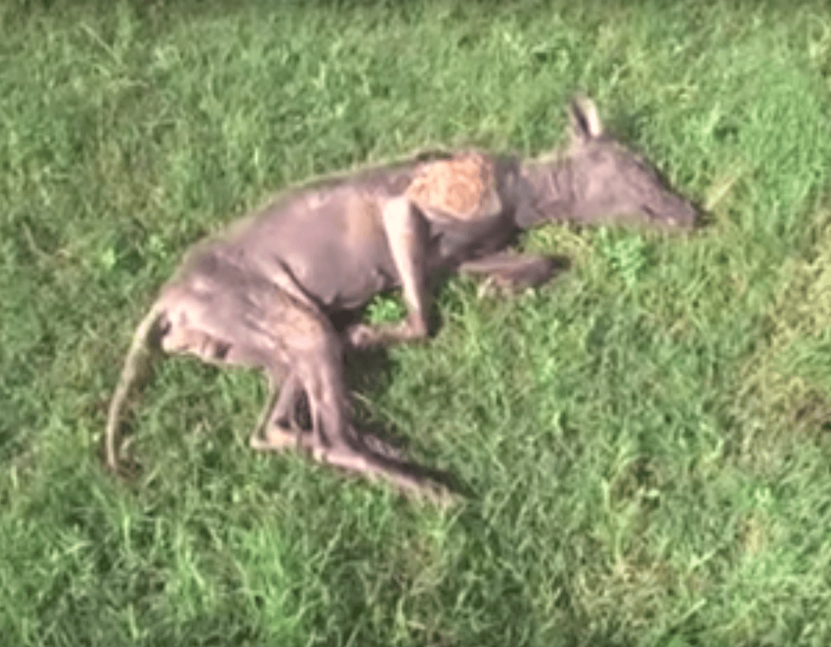 Do These Photographs Prove The Chupacabra Actually Exists?