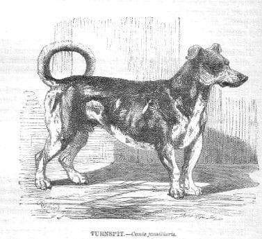 The Heartbreaking History Of Turnspit Dogs That Worked In Kitchens
