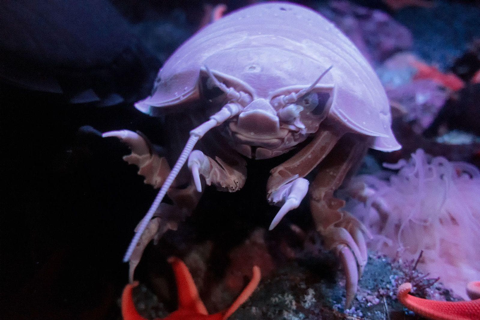 Facts About the Bathynomus Giganteus, The Largest Isopod
