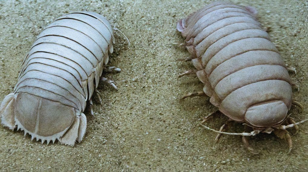 Facts About the Bathynomus Giganteus, The Largest Isopod
