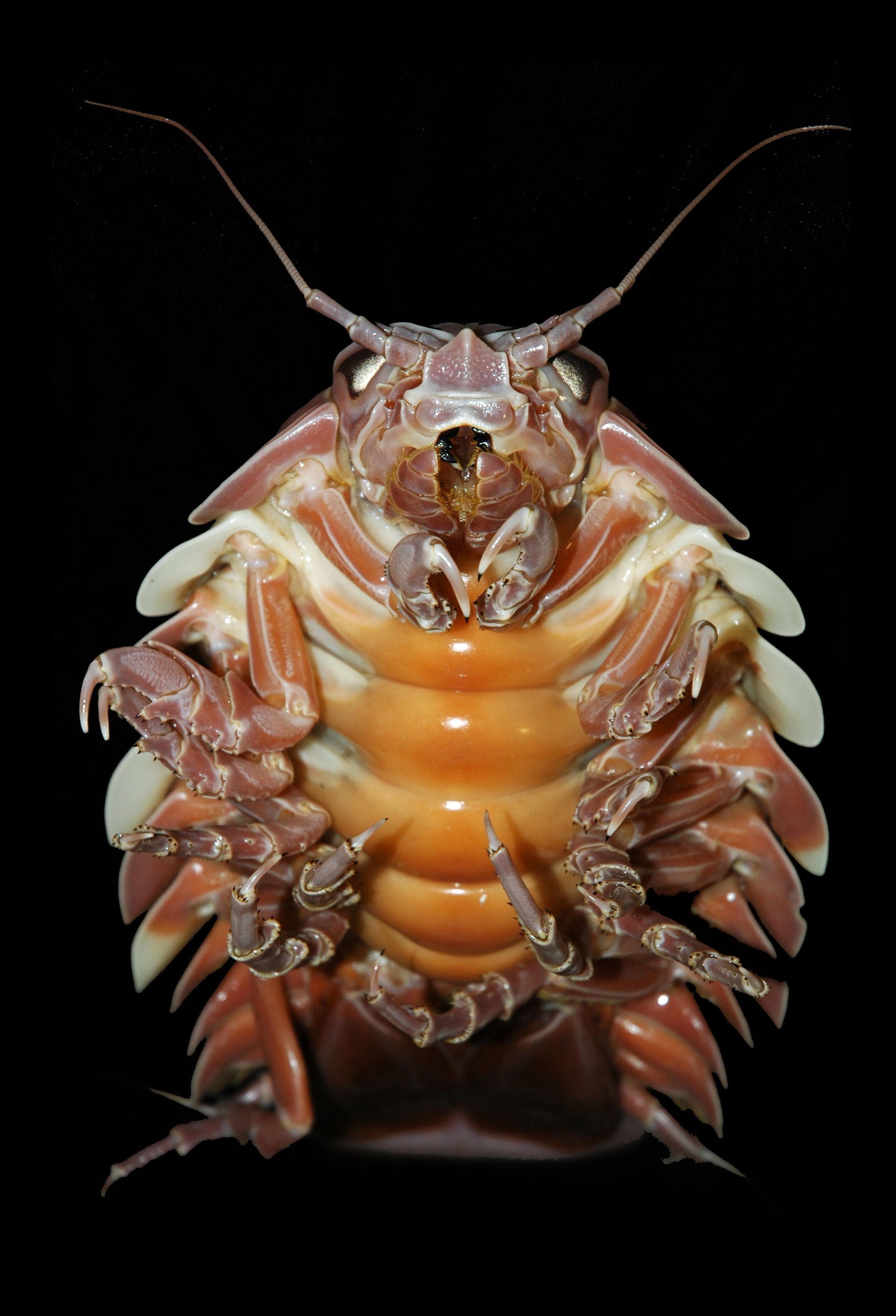 Facts About the Bathynomus Giganteus, The Largest Isopod