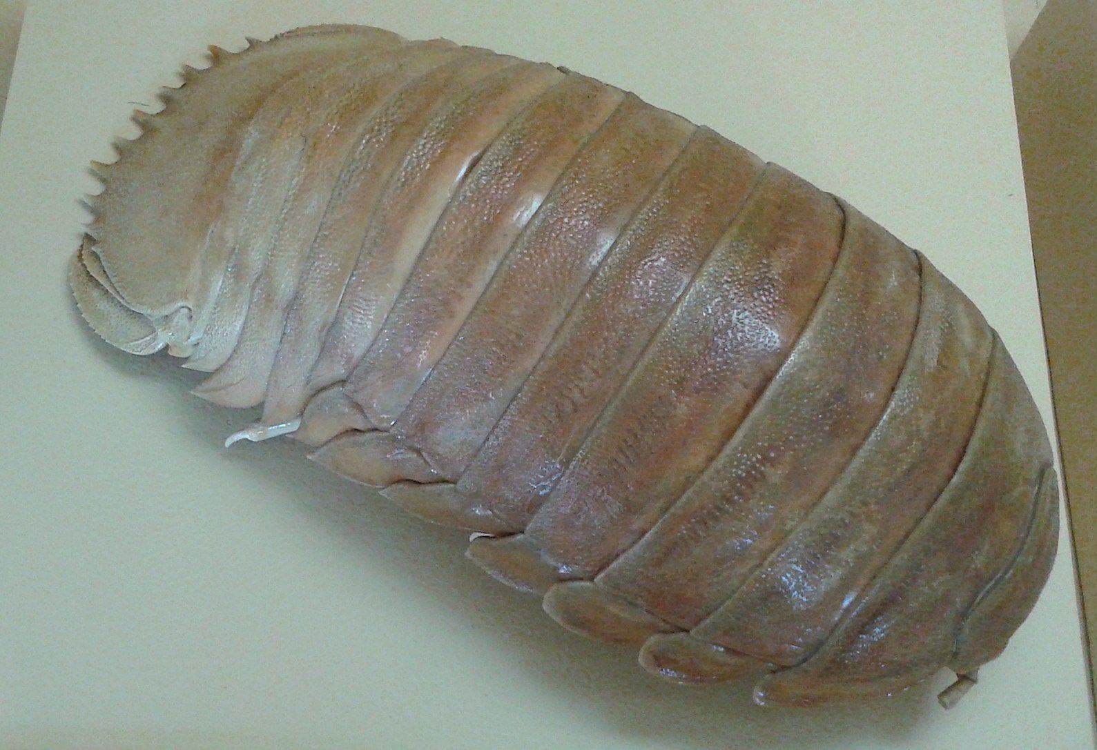 Facts About the Bathynomus Giganteus, The Largest Isopod