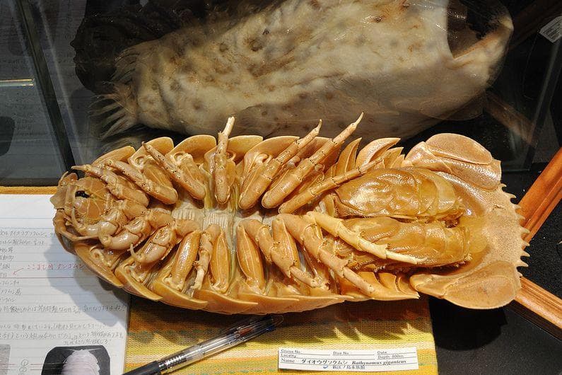 Facts About the Bathynomus Giganteus, The Largest Isopod