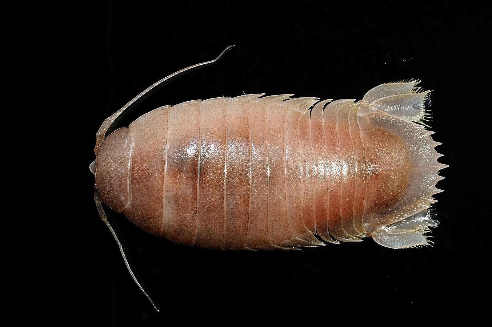 Facts About the Bathynomus Giganteus, The Largest Isopod