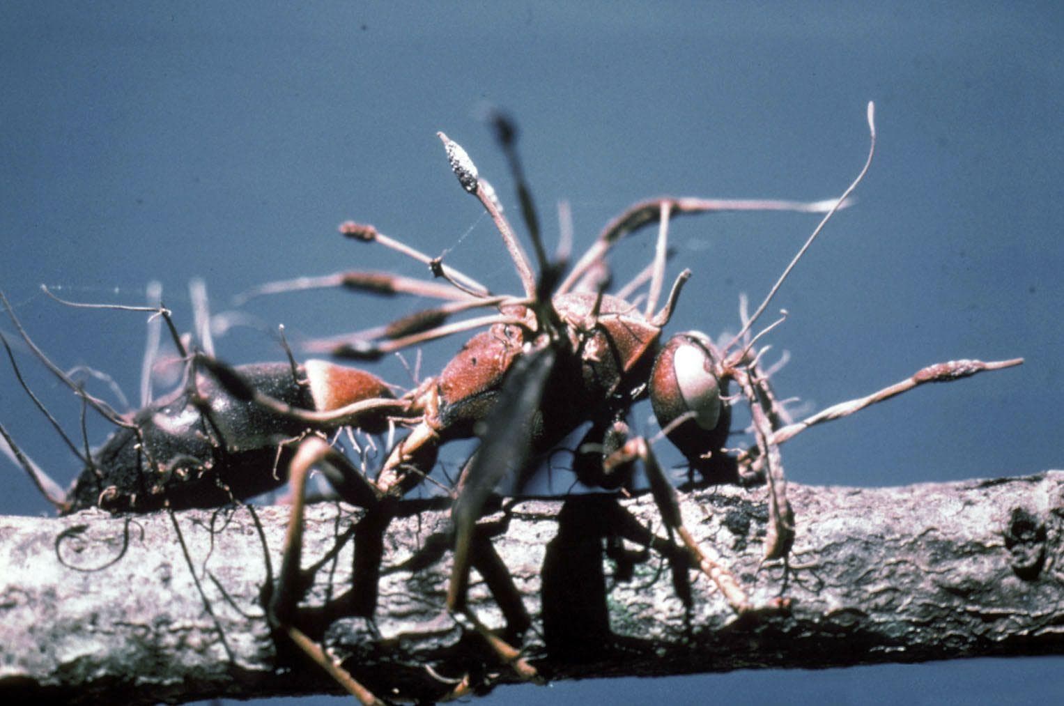 This Fungus Is Infecting Insects, Controlling Their Brains, And Turning ...