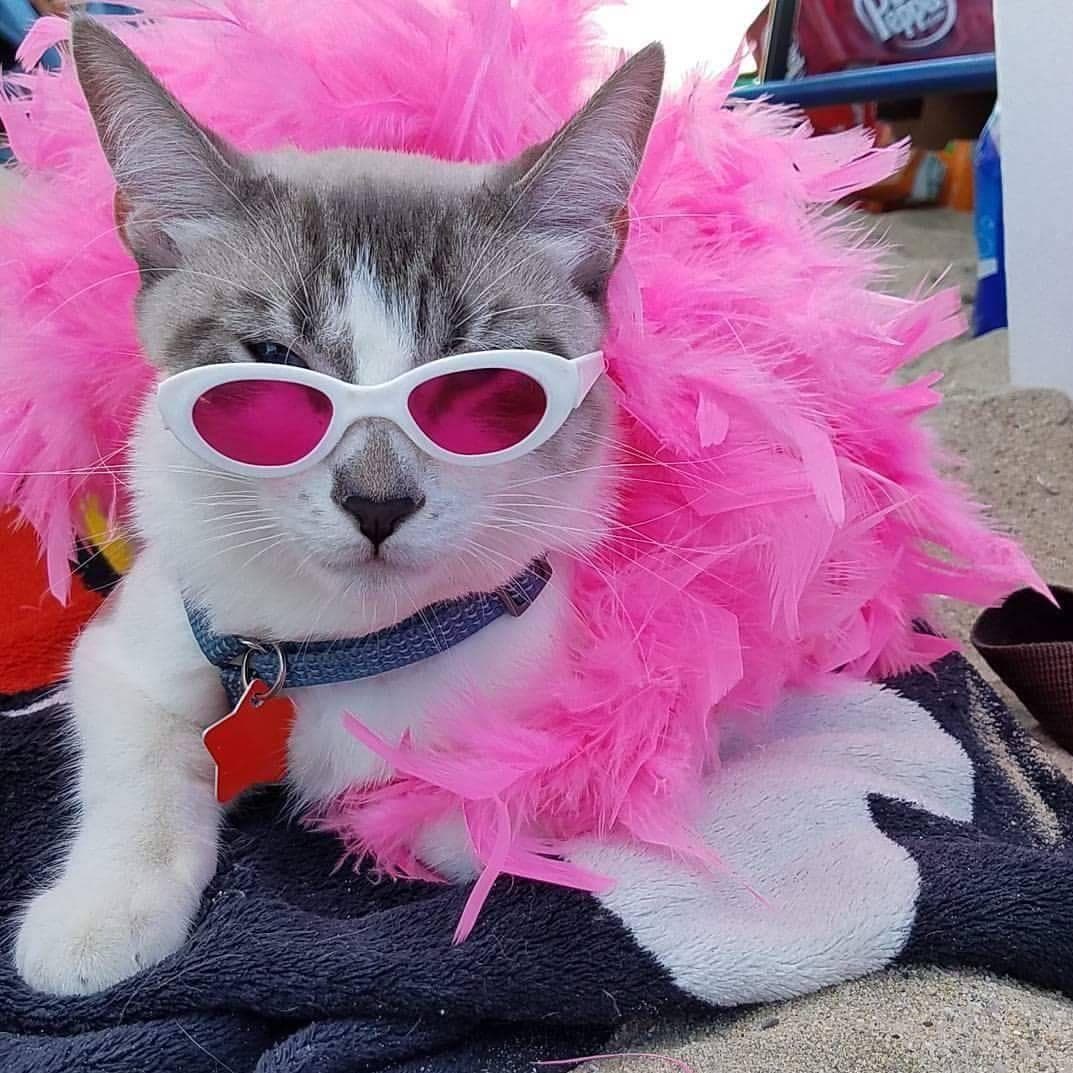 14 Cats Whose Anime Cosplay Is Better Than Yours