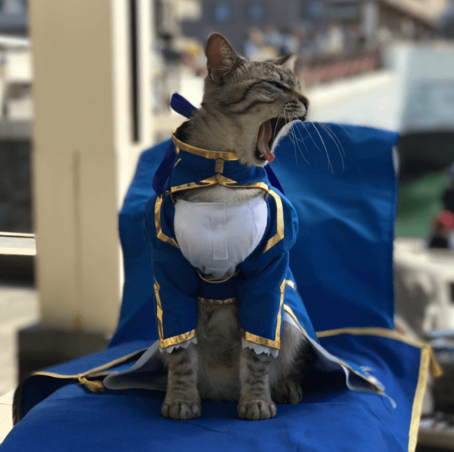 14 Cats Whose Anime Cosplay Is Better Than Yours