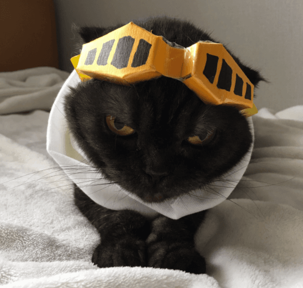 14 Cats Whose Anime Cosplay Is Better Than Yours