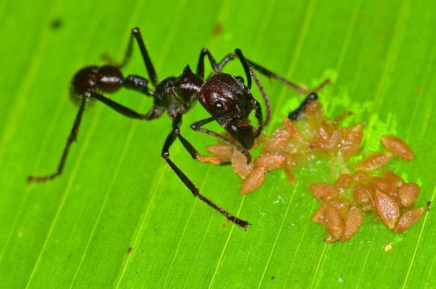 13 Scary Animals And Bugs From The Amazon