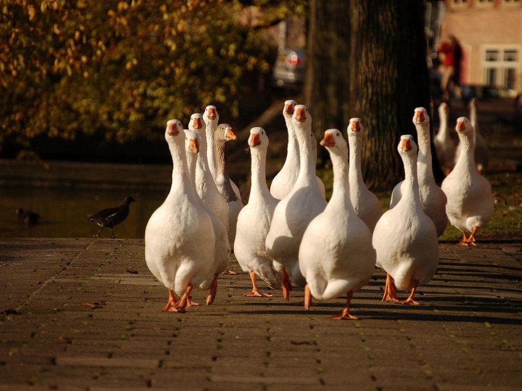 Why Are Geese So Mean To People?