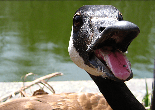 Why Are Geese So Mean To People?