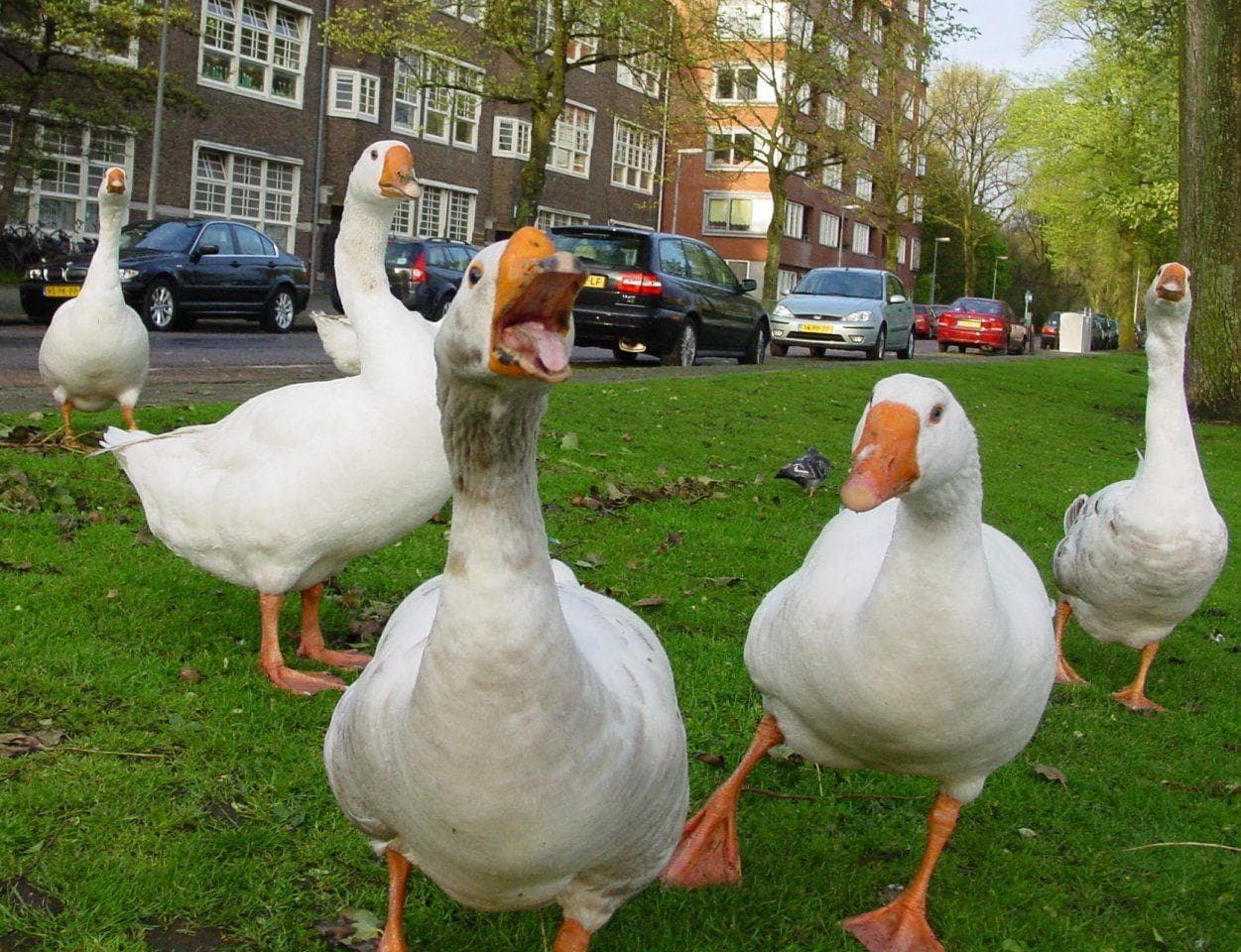 Why Are Geese So Mean To People?