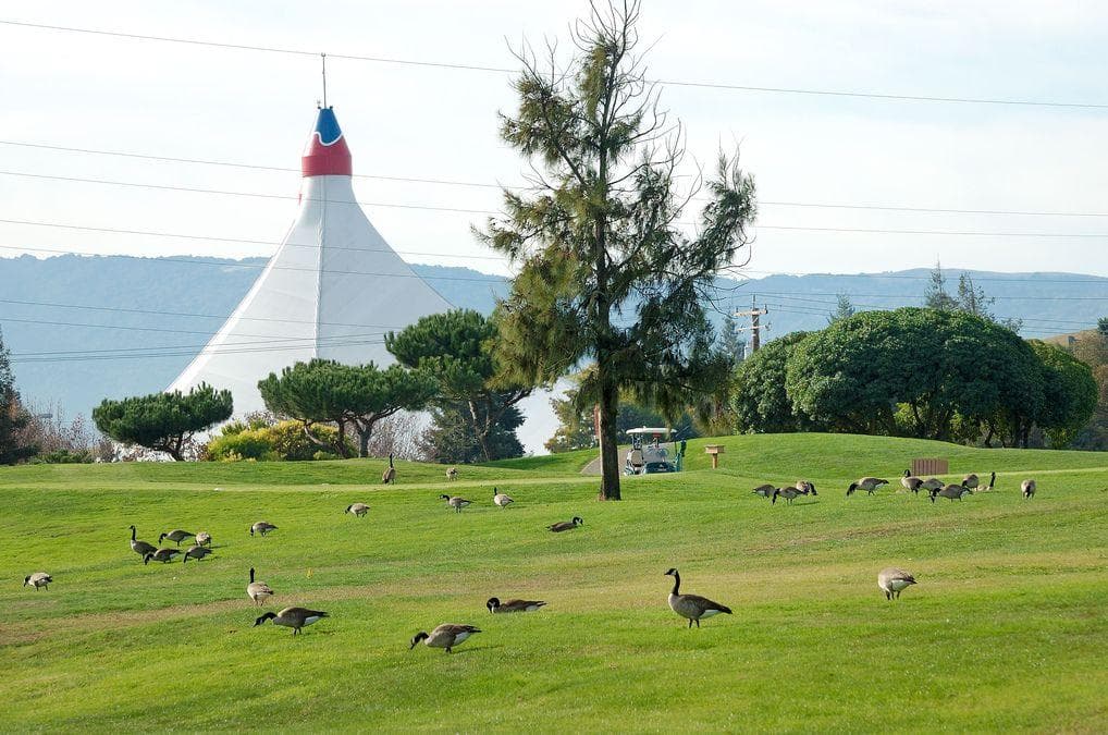 Why Are Geese So Mean To People?