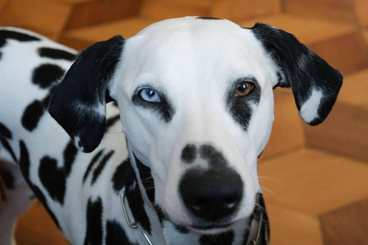 17 Beautiful Animals With Heterochromia (Photos)