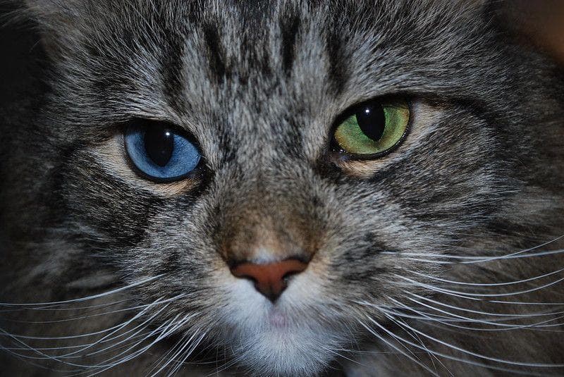 17 Beautiful Animals With Heterochromia (Photos)