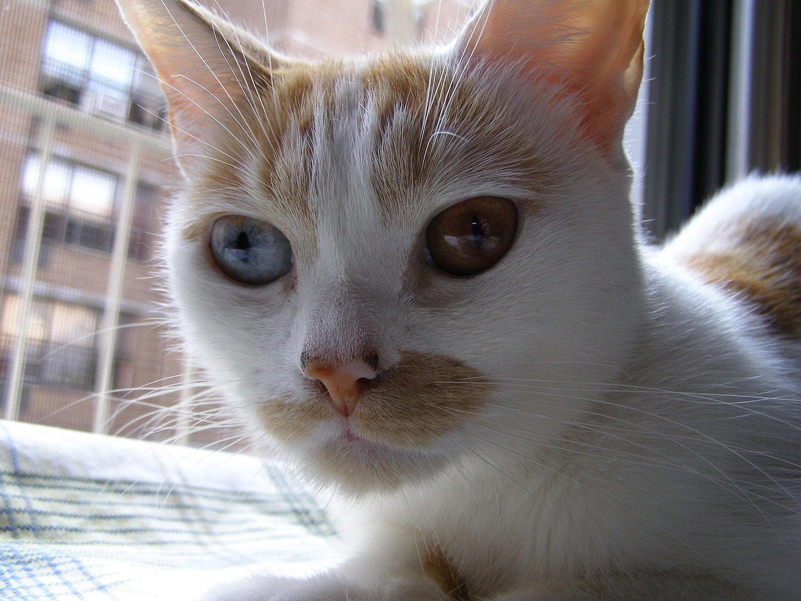 17 Beautiful Animals With Heterochromia (Photos)