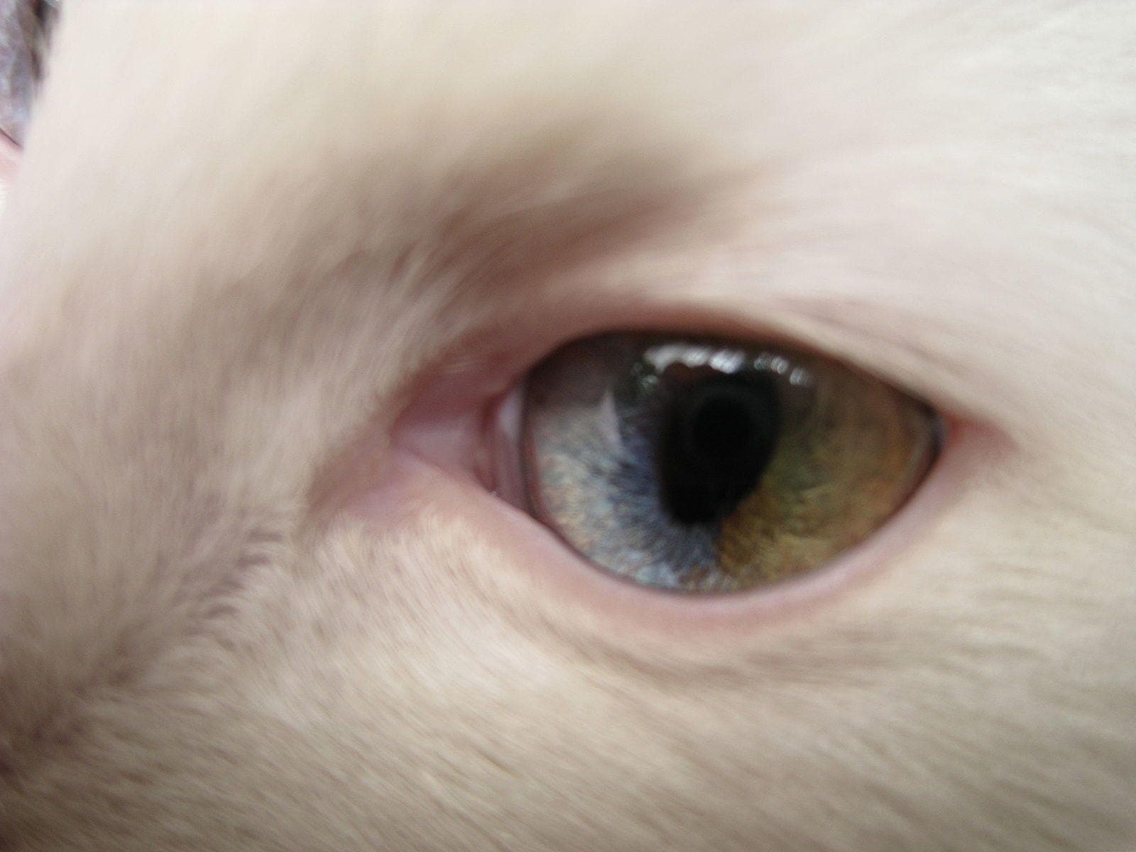17 Beautiful Animals With Heterochromia (Photos)