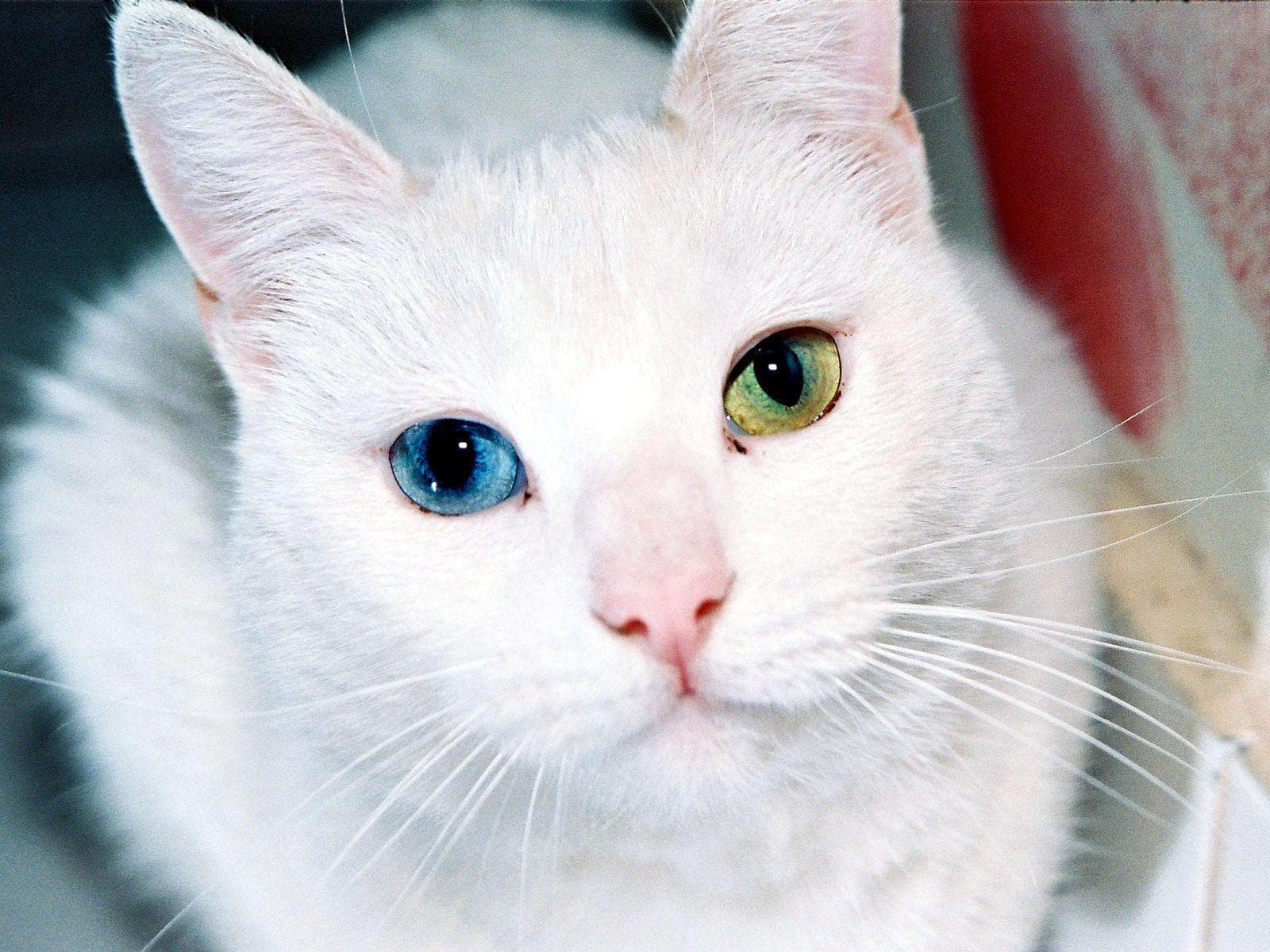 17 Beautiful Animals With Heterochromia (Photos)