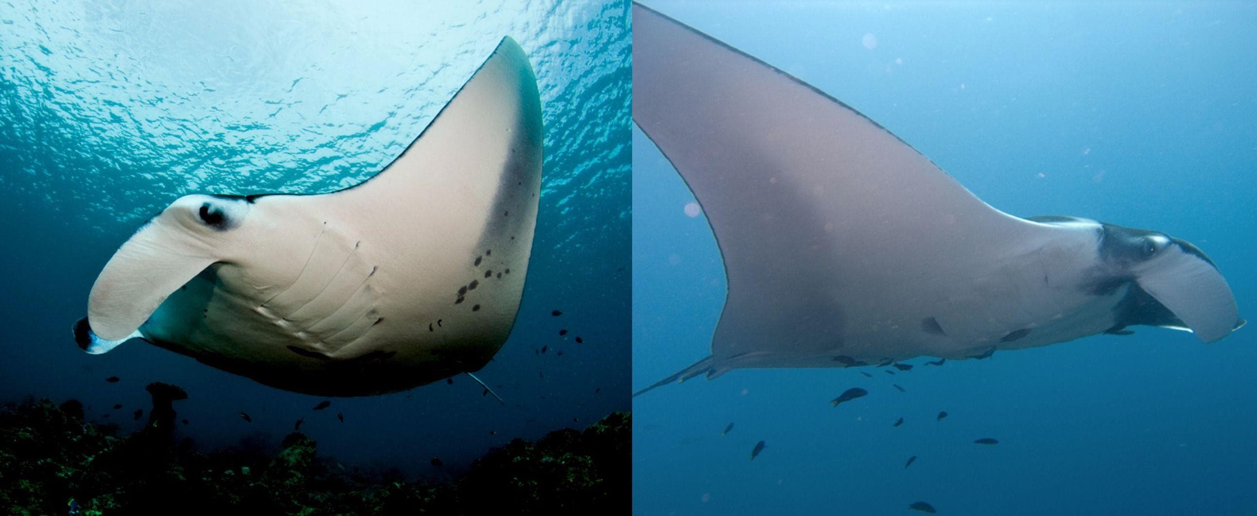 12 Awesome Facts You Didn't Know About Manta Rays
