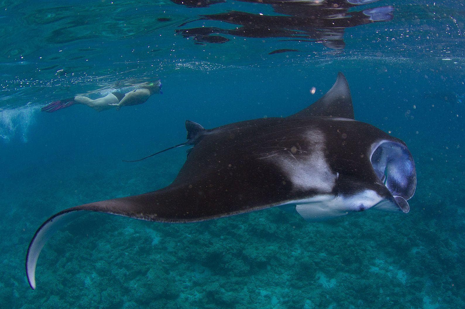 12 Awesome Facts You Didn't Know About Manta Rays