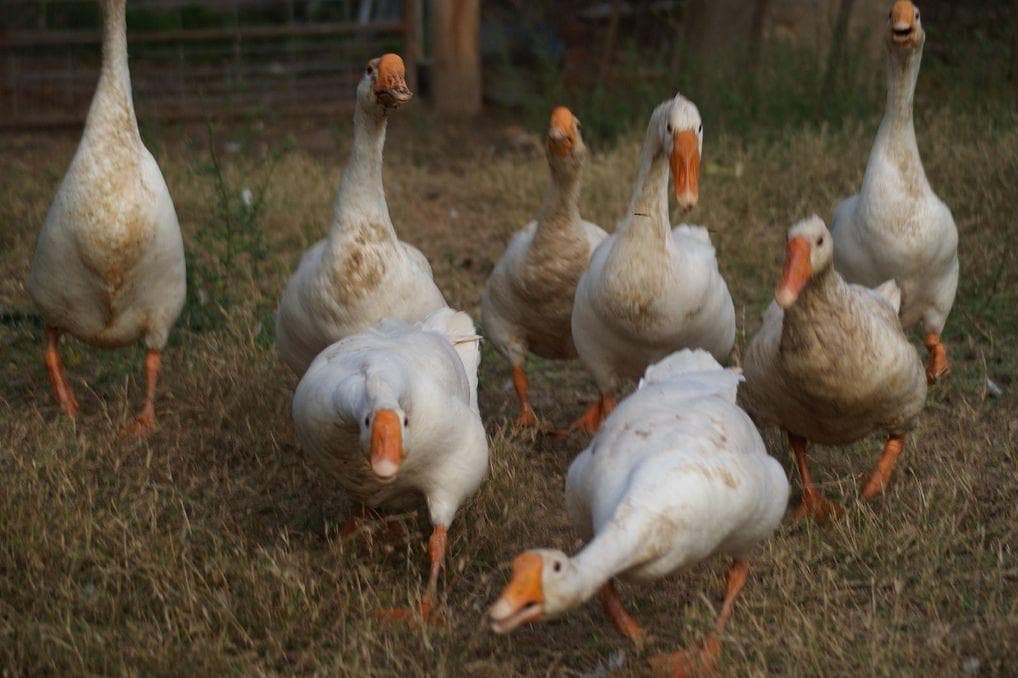 Why Are Geese So Mean To People?