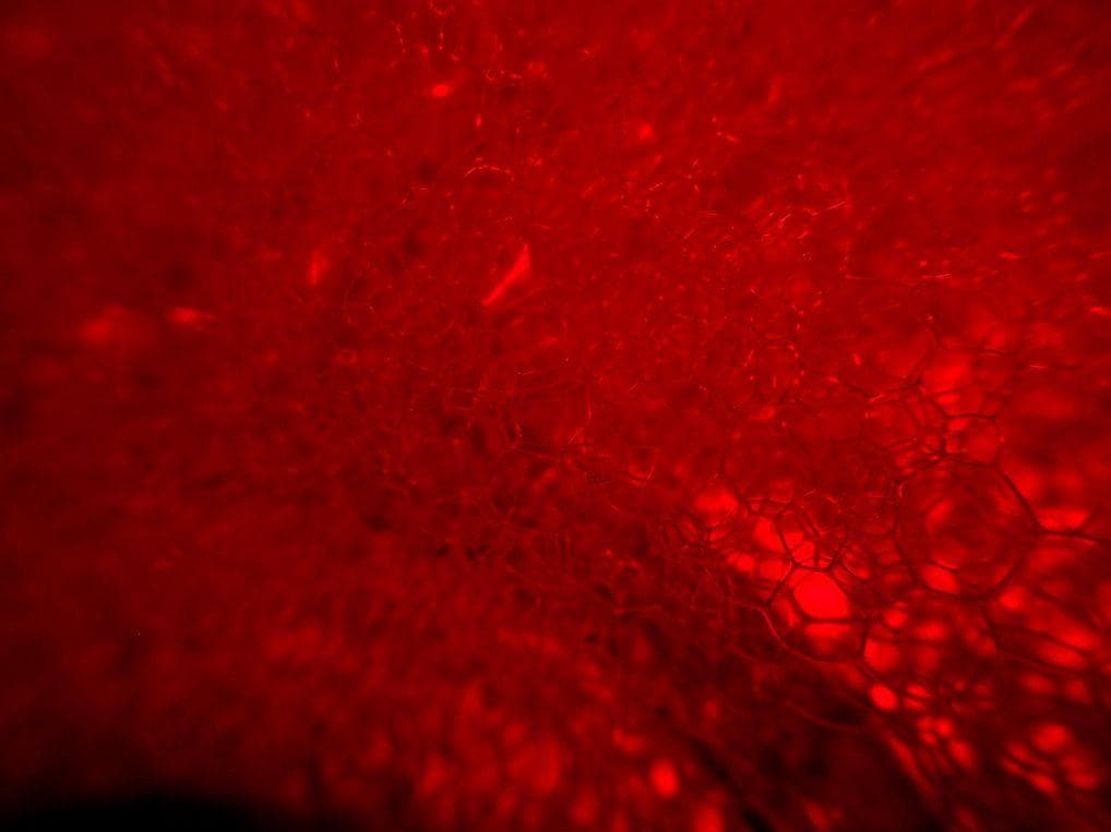 The Mystery Of The Atlas Vampire Murder, A Gruesome Crime That Remains ...