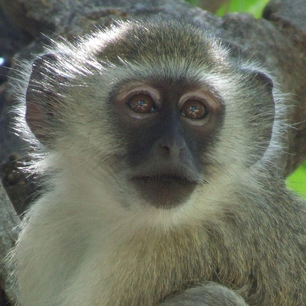 12 Unbelievable Facts About John Ssebunya, The Boy Raised By Monkeys