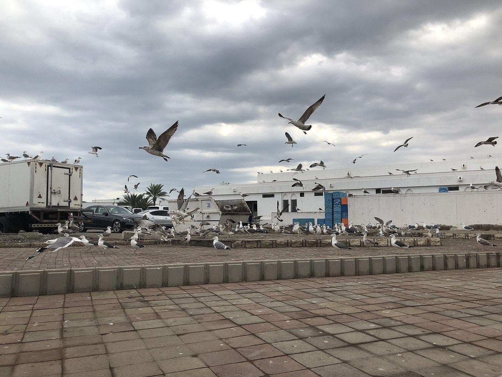 Seagulls Eating Out of Seal Butts Is Becoming a Problem