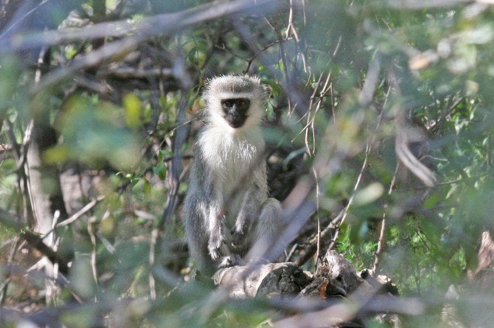 12 Unbelievable Facts About John Ssebunya, The Boy Raised By Monkeys