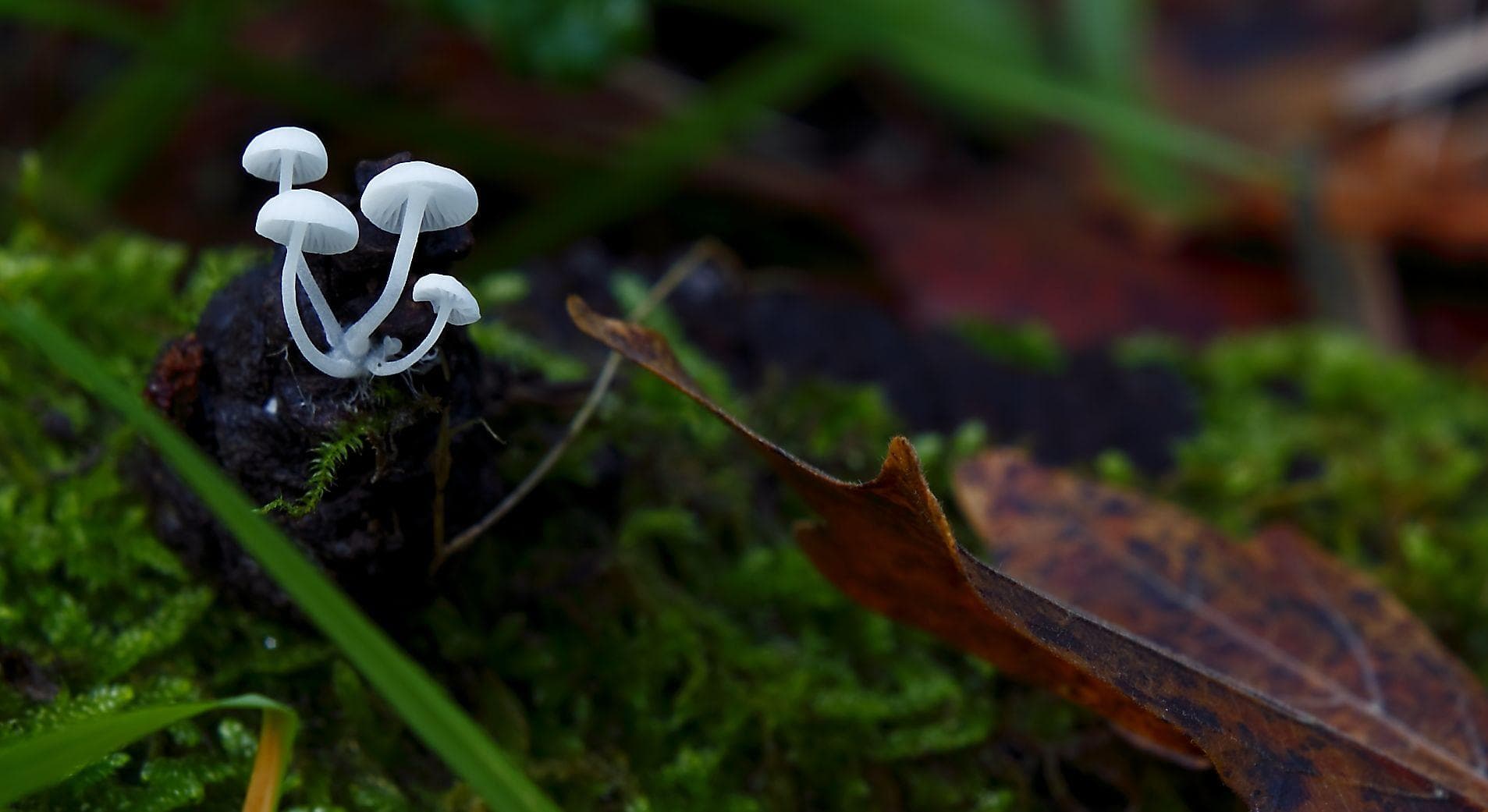 16 Amazing Pictures of Glow in the Dark Mushrooms