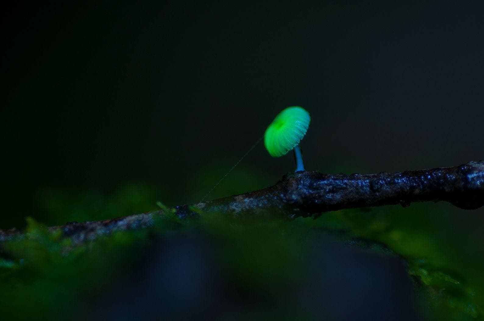 16 Amazing Pictures of Glow in the Dark Mushrooms