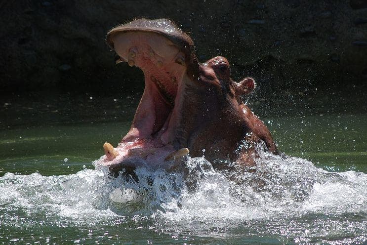 No Matter How Cute They Are, Hippos Are Terrifying Killers