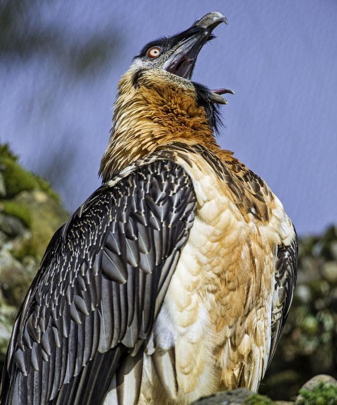 The Horrifying Bearded Vulture Lives On A Diet Of Bones And Will Haunt ...