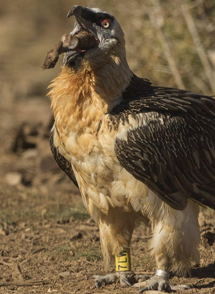 The Horrifying Bearded Vulture Lives On A Diet Of Bones And Will Haunt ...