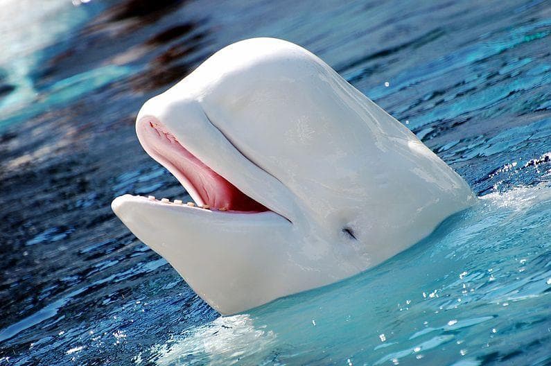17 Creepy Photos Of Beluga Whales And Manatees