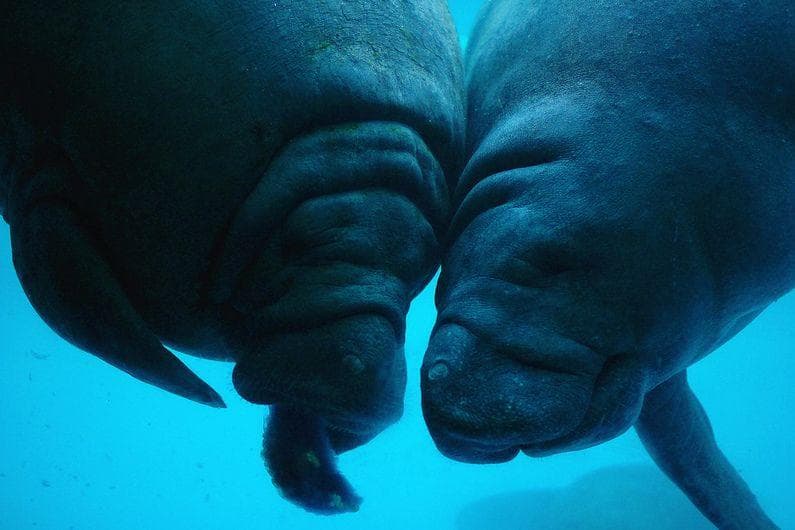 17 Creepy Photos Of Beluga Whales And Manatees