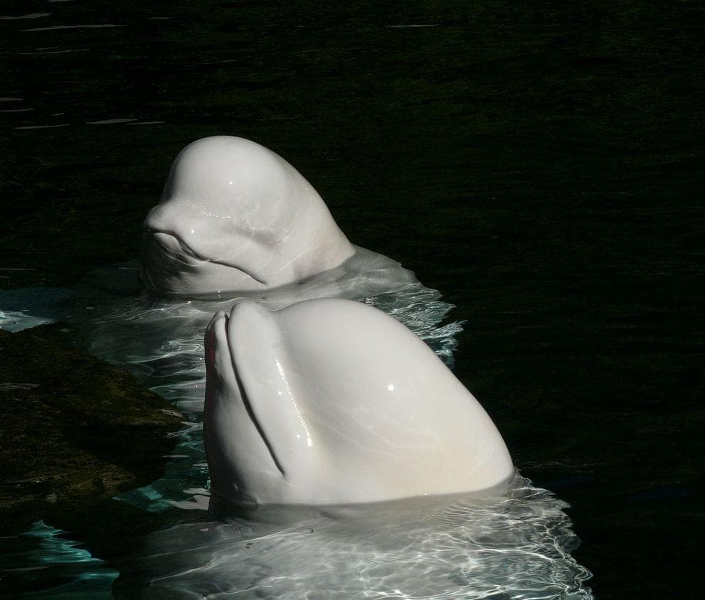 17 Creepy Photos Of Beluga Whales And Manatees