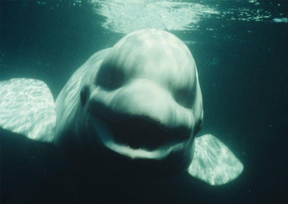 17 Creepy Photos Of Beluga Whales And Manatees