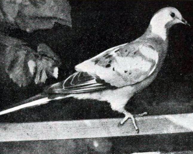 12 Insane Things You Never Knew About Nikola Tesla