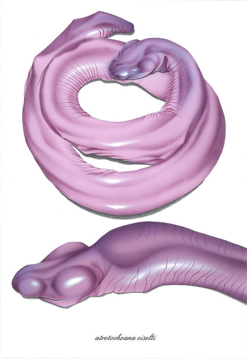 12 Creepy Eyeless Animals That Are Subtly Horrifying