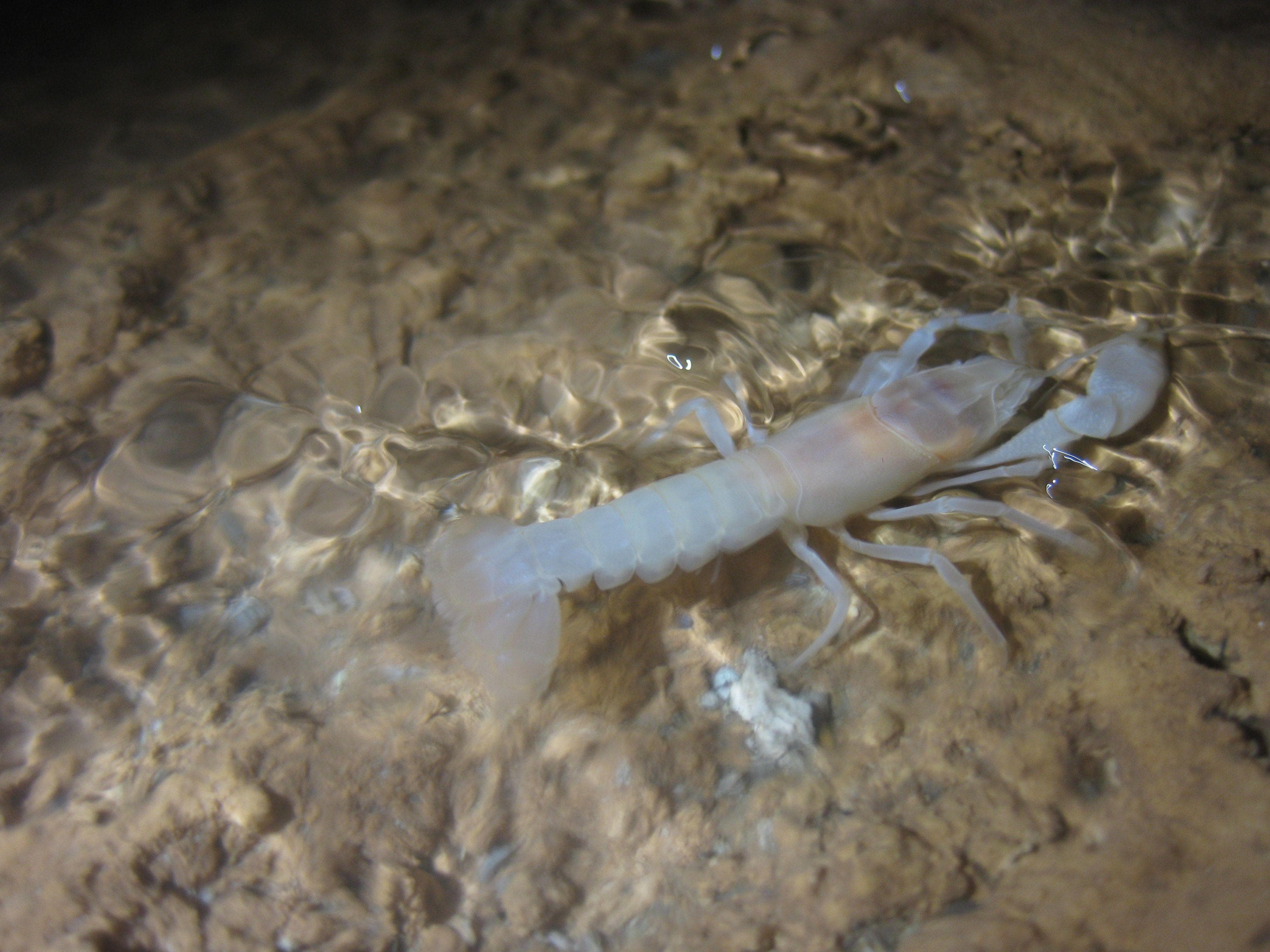 12 Creepy Eyeless Animals That Are Subtly Horrifying