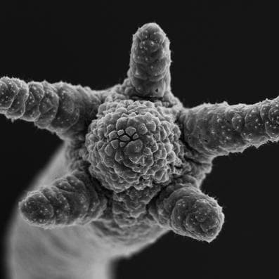 12 Creepy Eyeless Animals That Are Subtly Horrifying